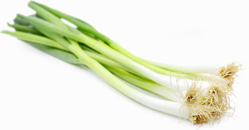 FRESH GREEN ONIONS REPACK 6EA – Mia Food Service